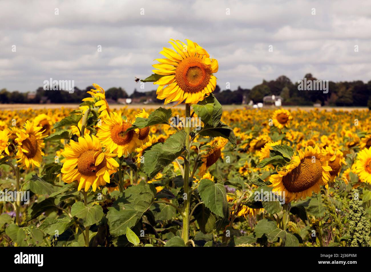 Close-up View of a Sunflower field, in Worth, Kent Stock Photo - Alamy