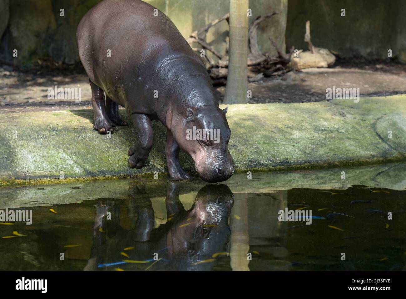 Photography of a pygmy hippopotamus in a park Stock Photo - Alamy