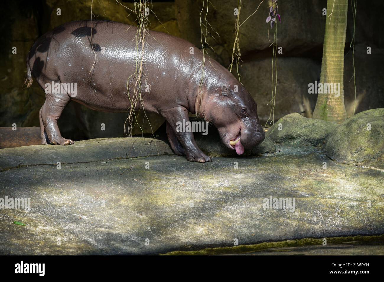 Photography of a pygmy hippopotamus in a park Stock Photo - Alamy