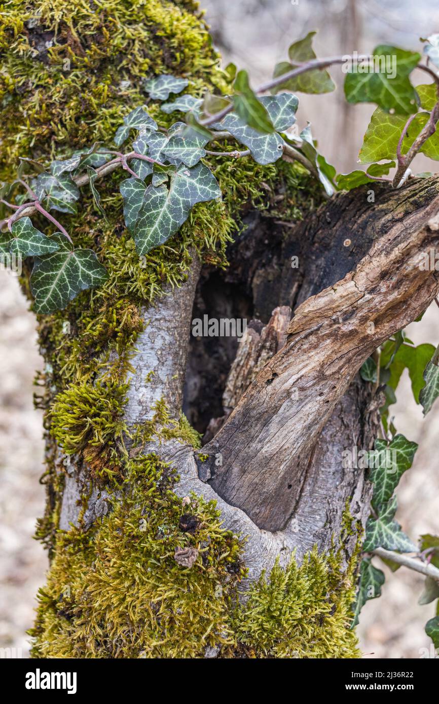 Tree hollow hi-res stock photography and images - Alamy
