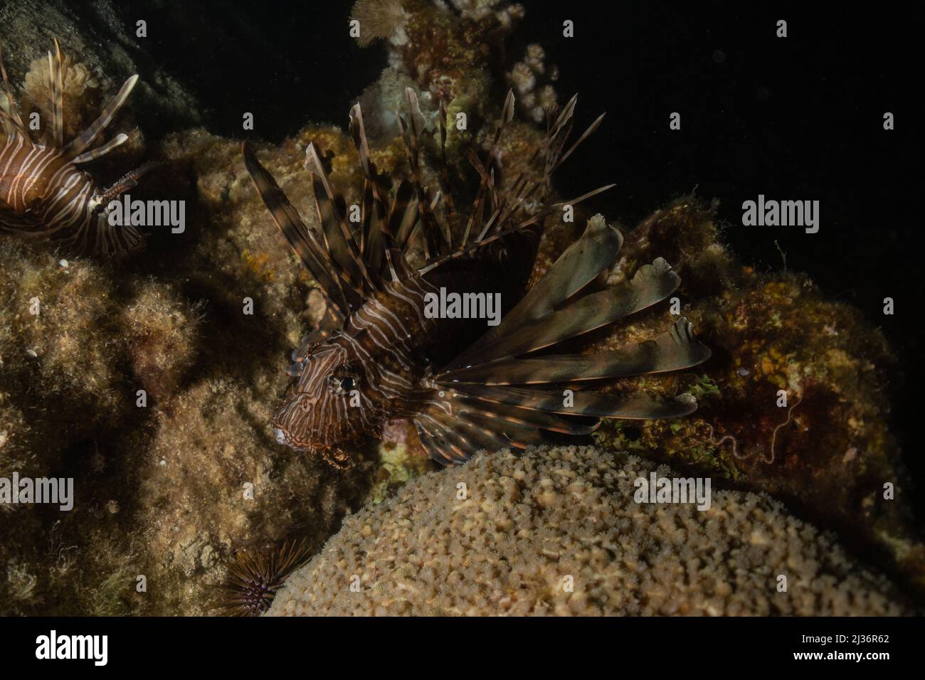 Lion fish in the Red Sea colorful fish, Eilat Israel Stock Photo - Alamy
