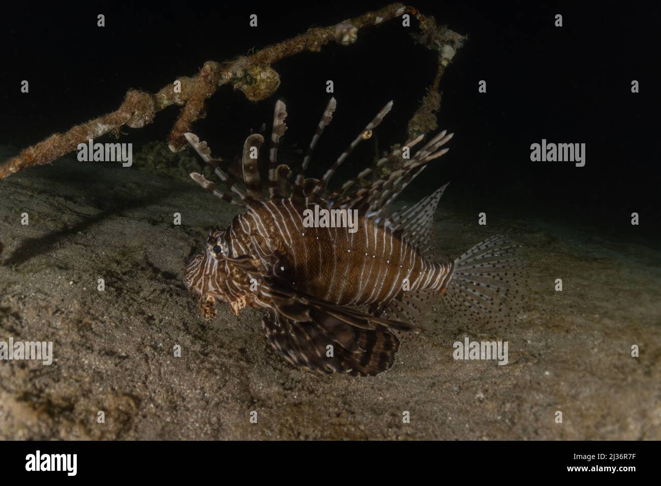 Lion fish in the Red Sea colorful fish, Eilat Israel Stock Photo - Alamy