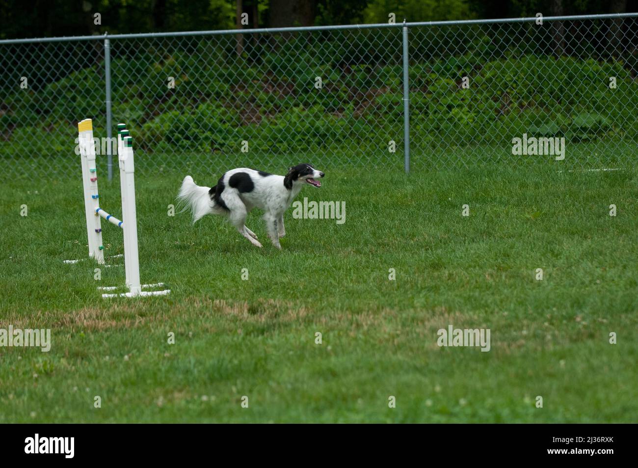 Windsprite running during agility Stock Photo - Alamy