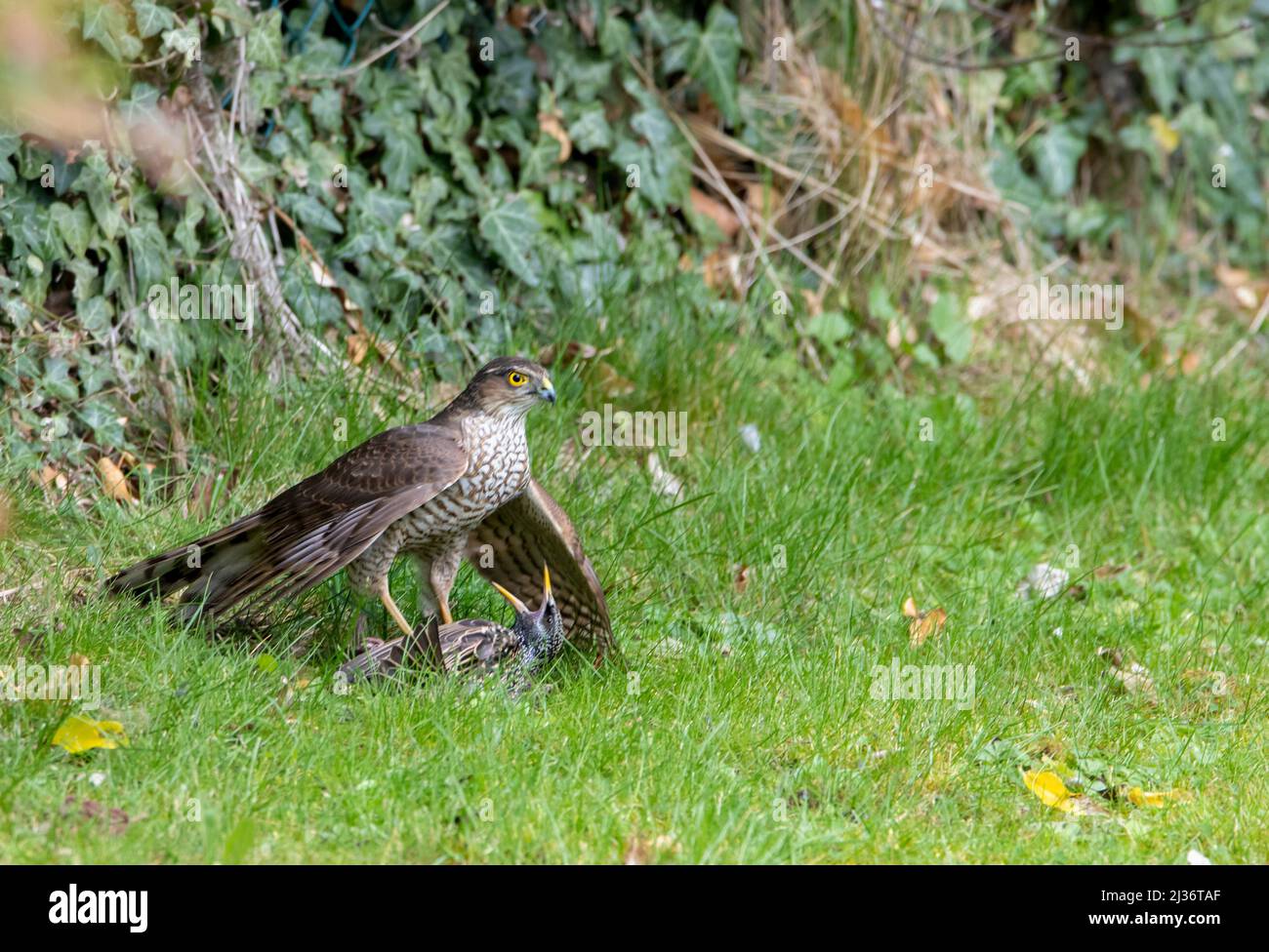 Sparrowhawk and Starling, Sparrowhawk with prey, capturing a starling ...