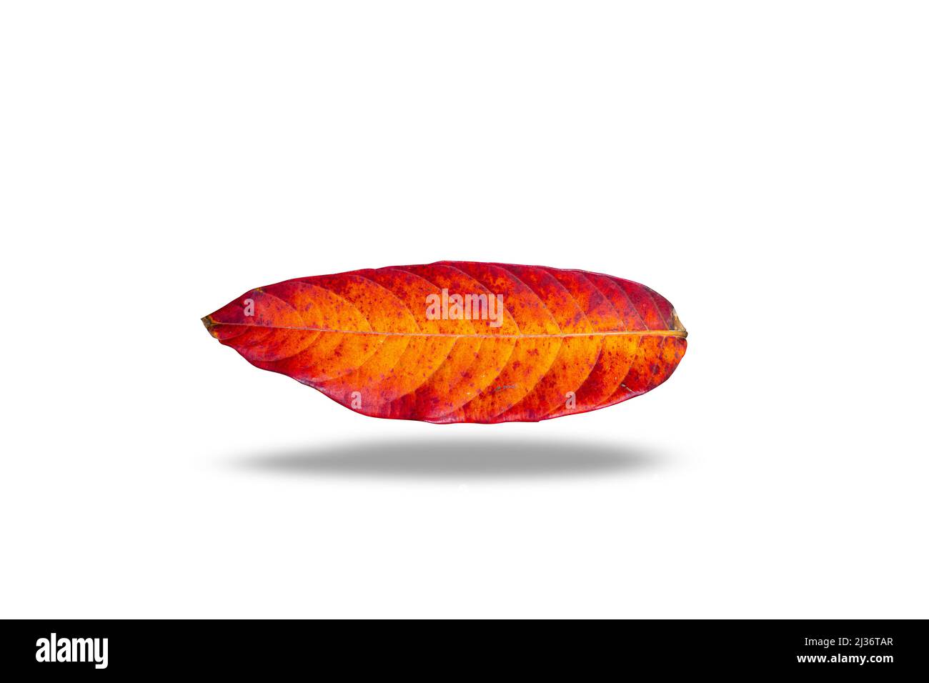 Dry autumn leaves background Cut Out Stock Images & Pictures - Alamy