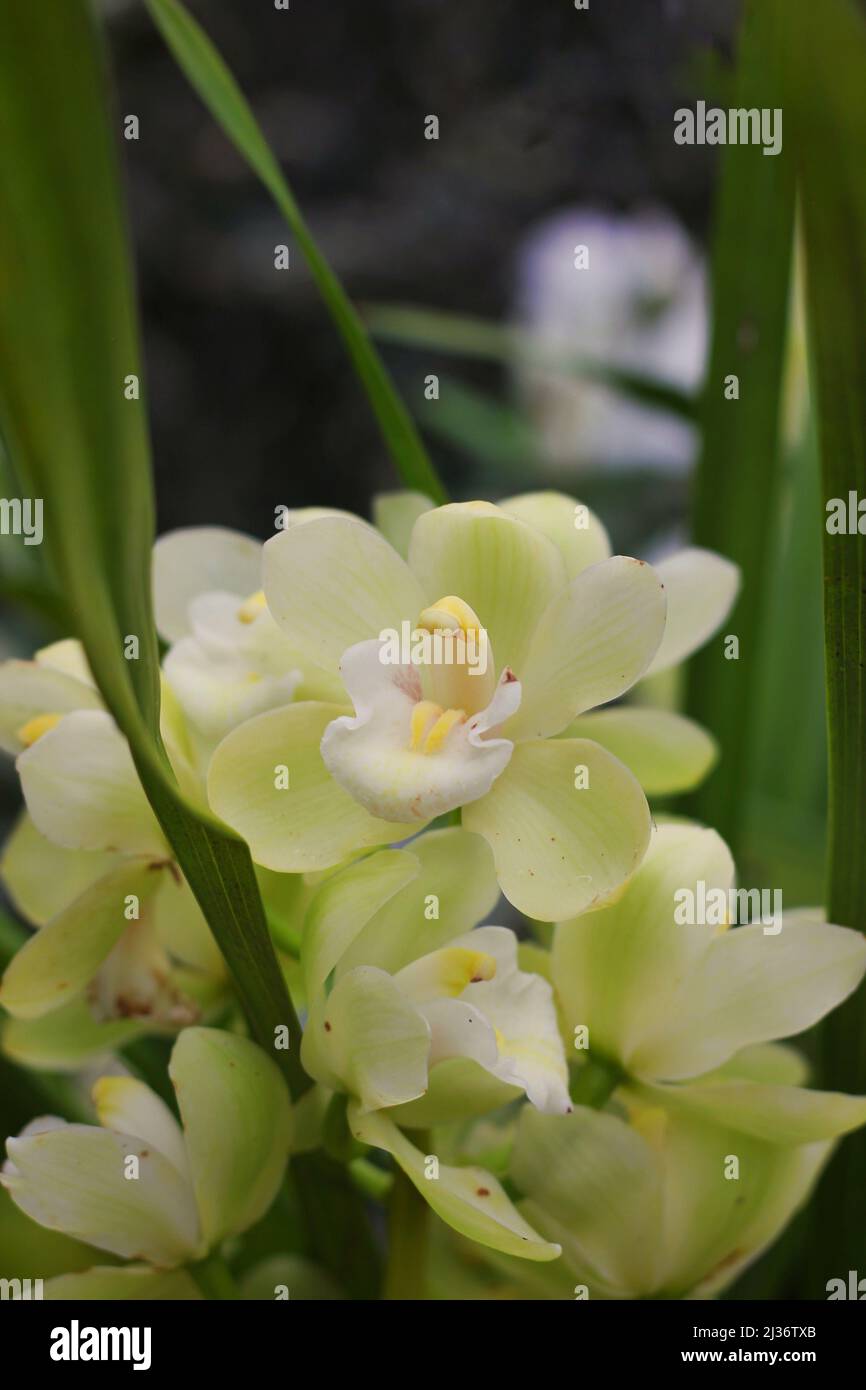 Beautiful spring flowers growing in the sunny garden Stock Photo - Alamy