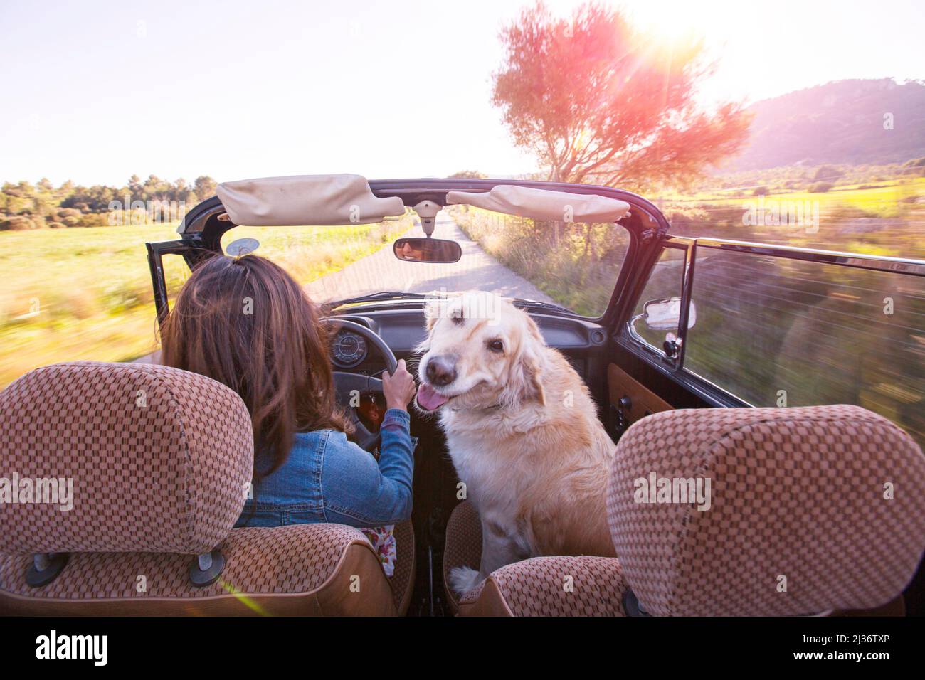 Asian woman driving her classic VW Beetle with her dog Stock Photo - Alamy