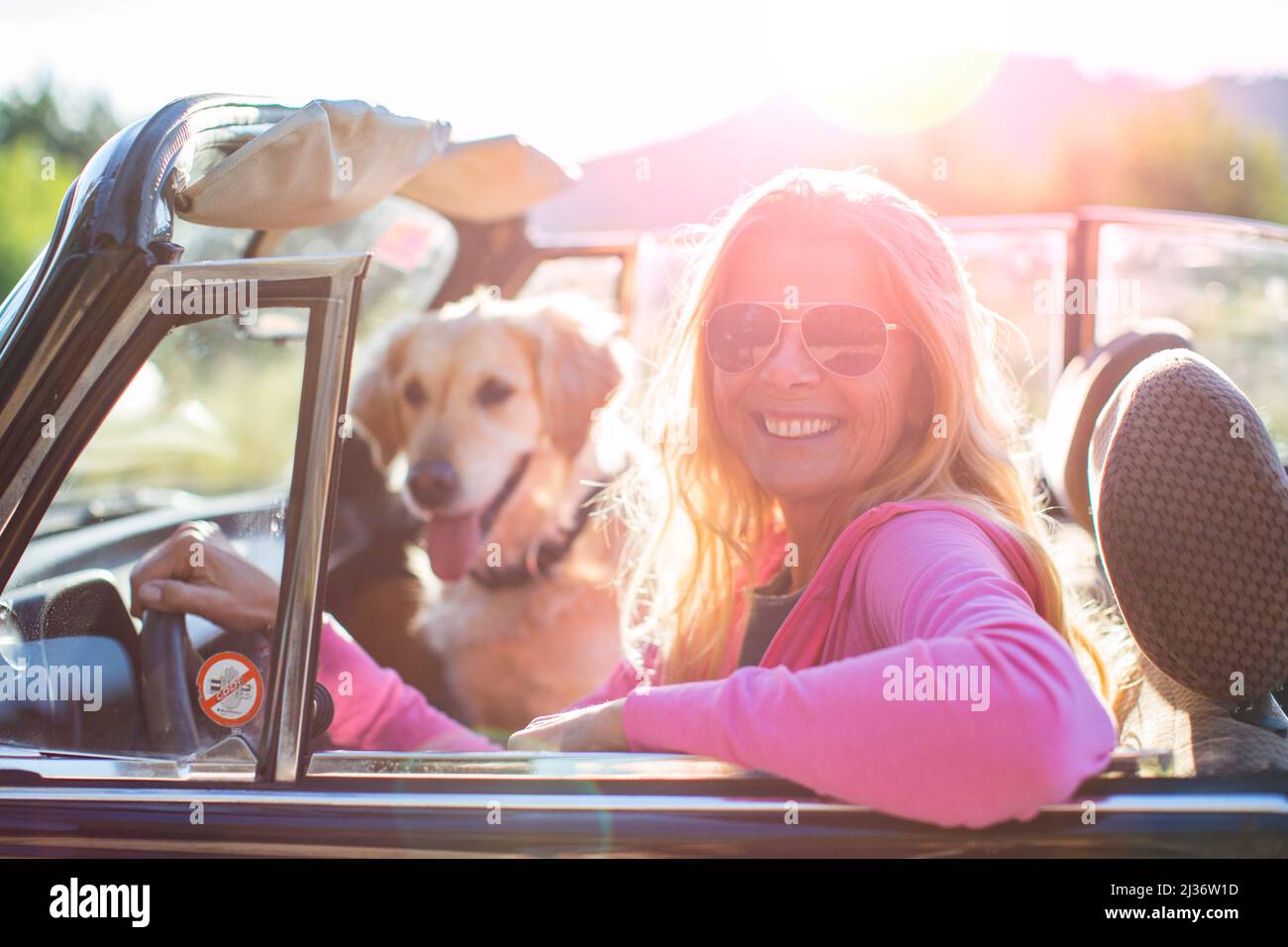 Blonde woman driving her Classic VW Beetle convertible with her dog ...