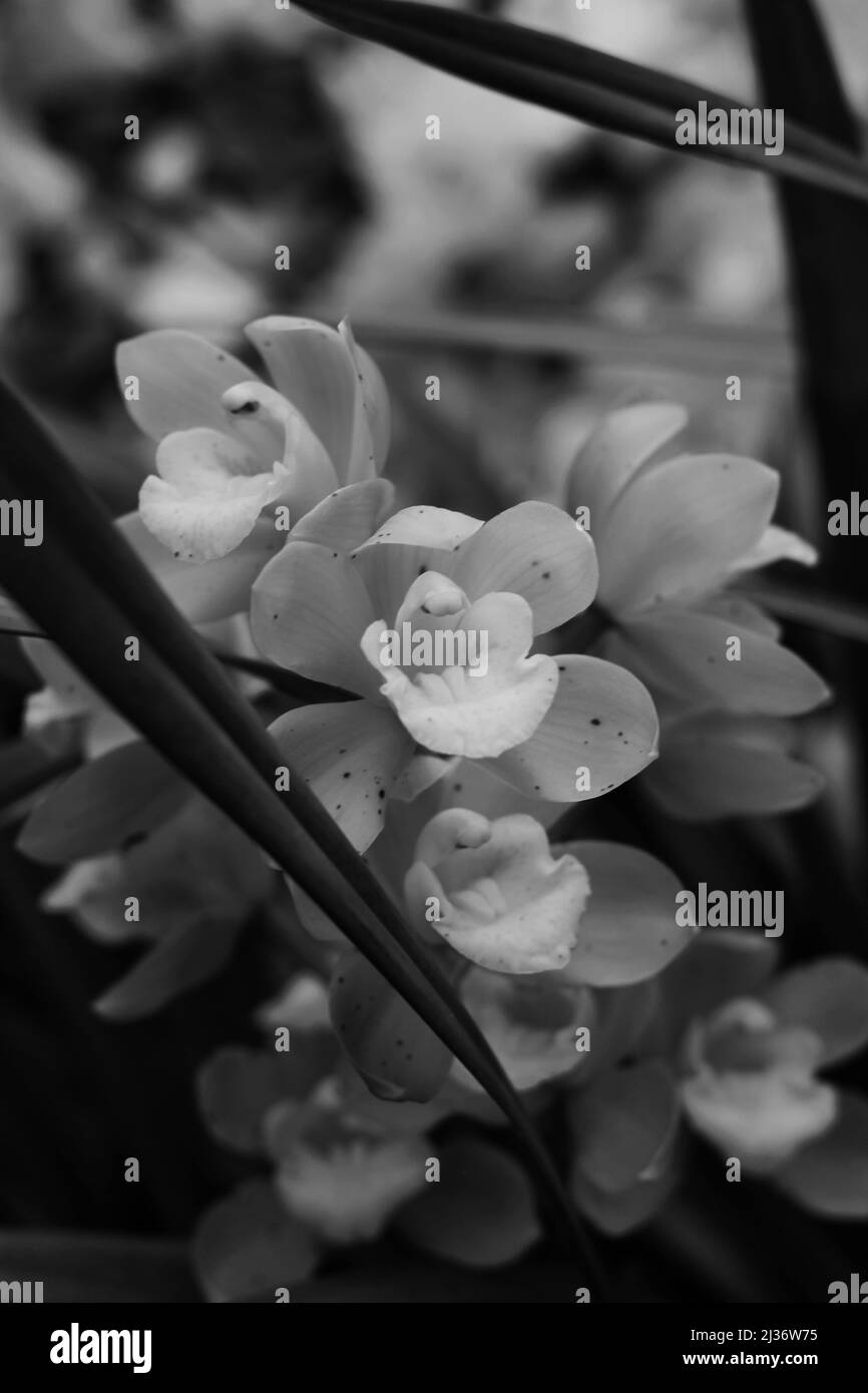 Beautiful spring flowers growing in the sunny garden in black and white ...