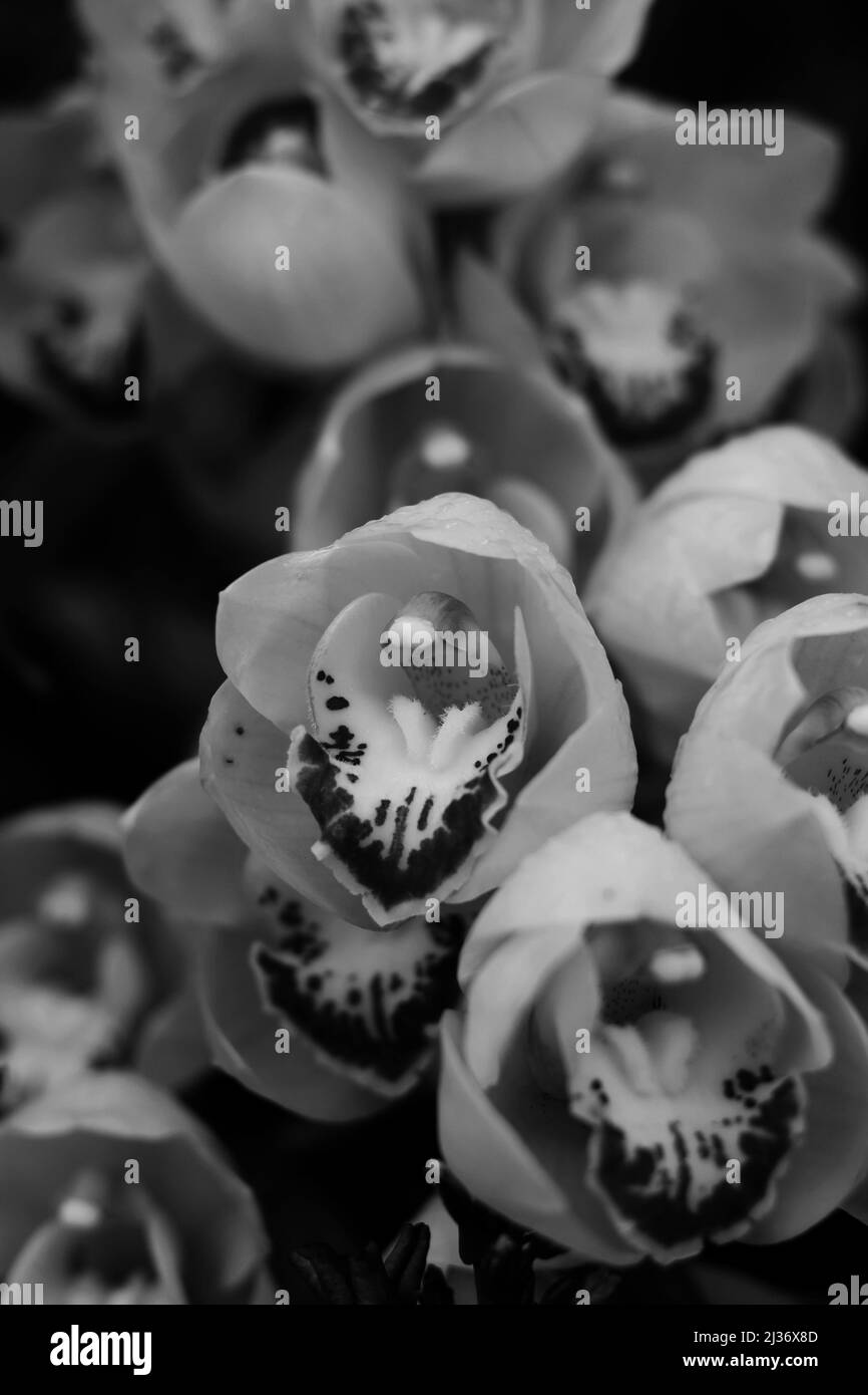 Beautiful spring flowers growing in the sunny garden in black and white ...