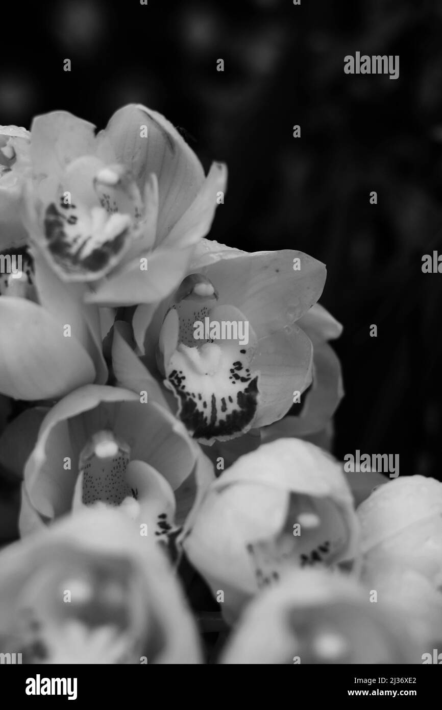 Beautiful spring flowers growing in the sunny garden in black and white ...