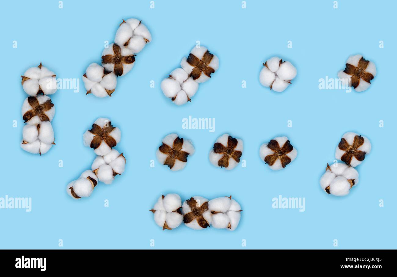 Kit of punctuation marks made of cotton flowers and isolated on solid ...