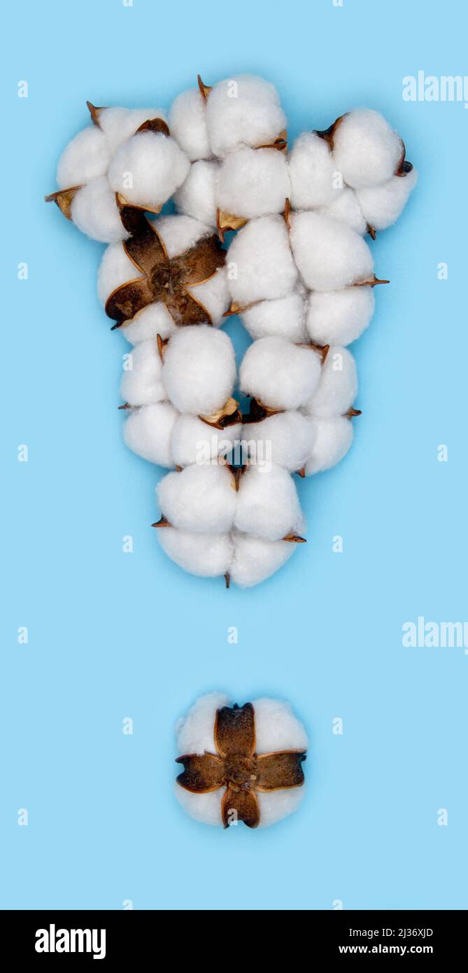 Exclamation mark made of cotton flowers and isolated on solid blue ...