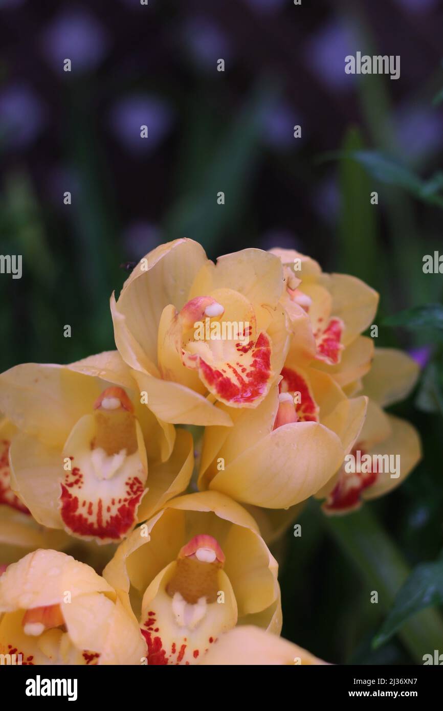 Beautiful spring flowers growing in the sunny garden Stock Photo - Alamy