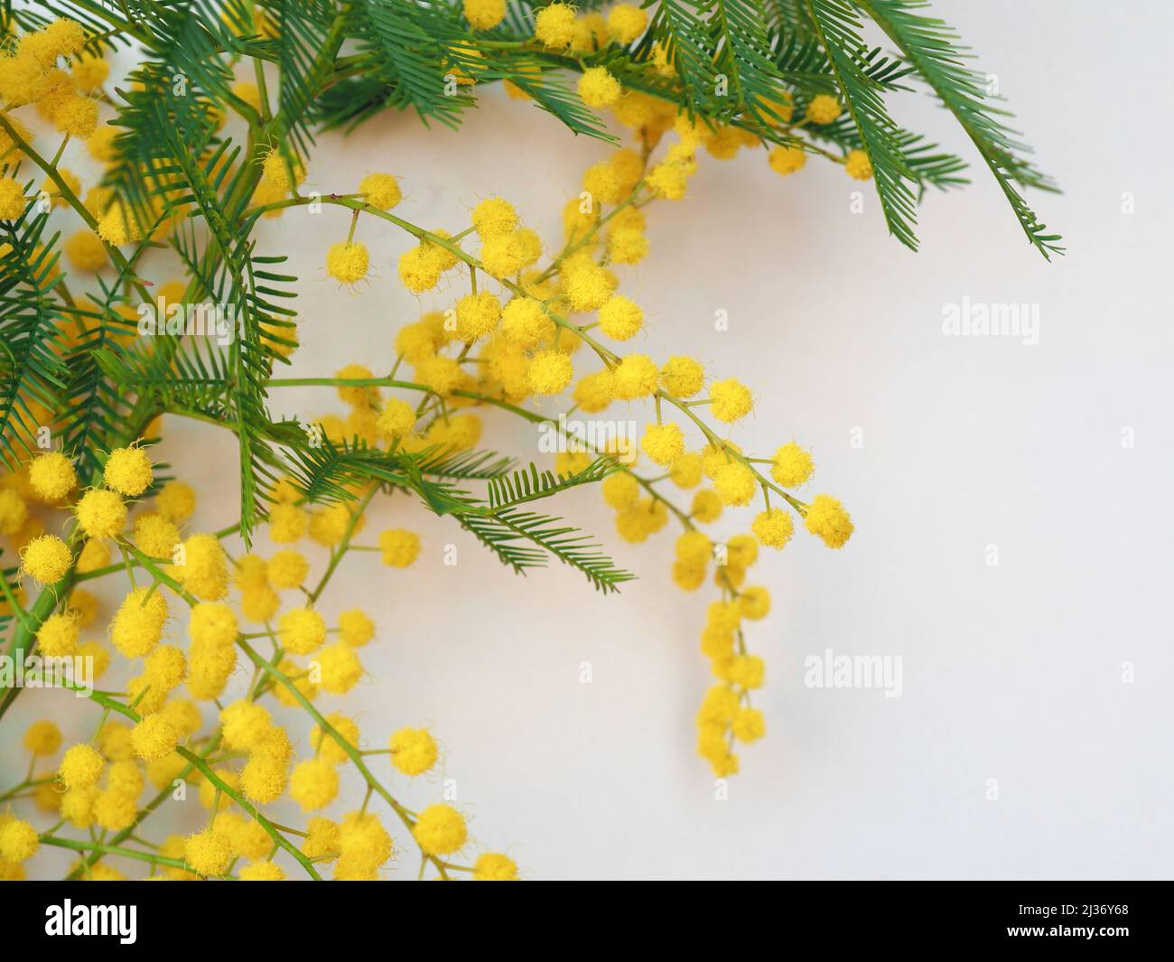 mimosa aka silver wattle scientific name Acacia dealbata yellow flower ...