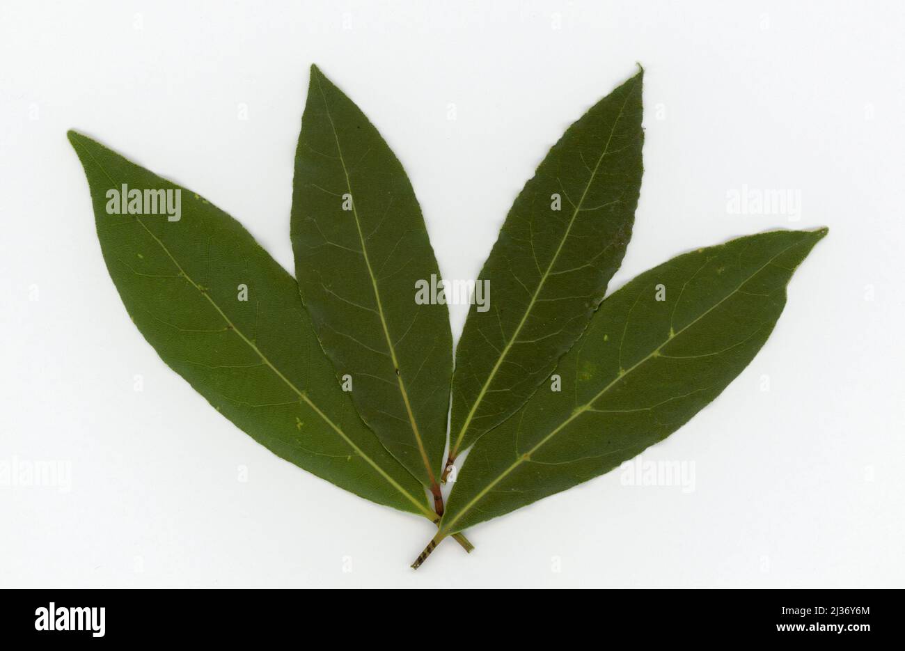laurel bay scientific name Laurus nobilis tree leaves Stock Photo - Alamy