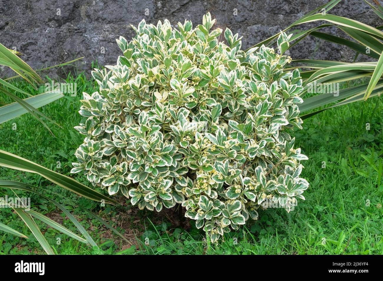 Ornamental bush hi-res stock photography and images - Alamy