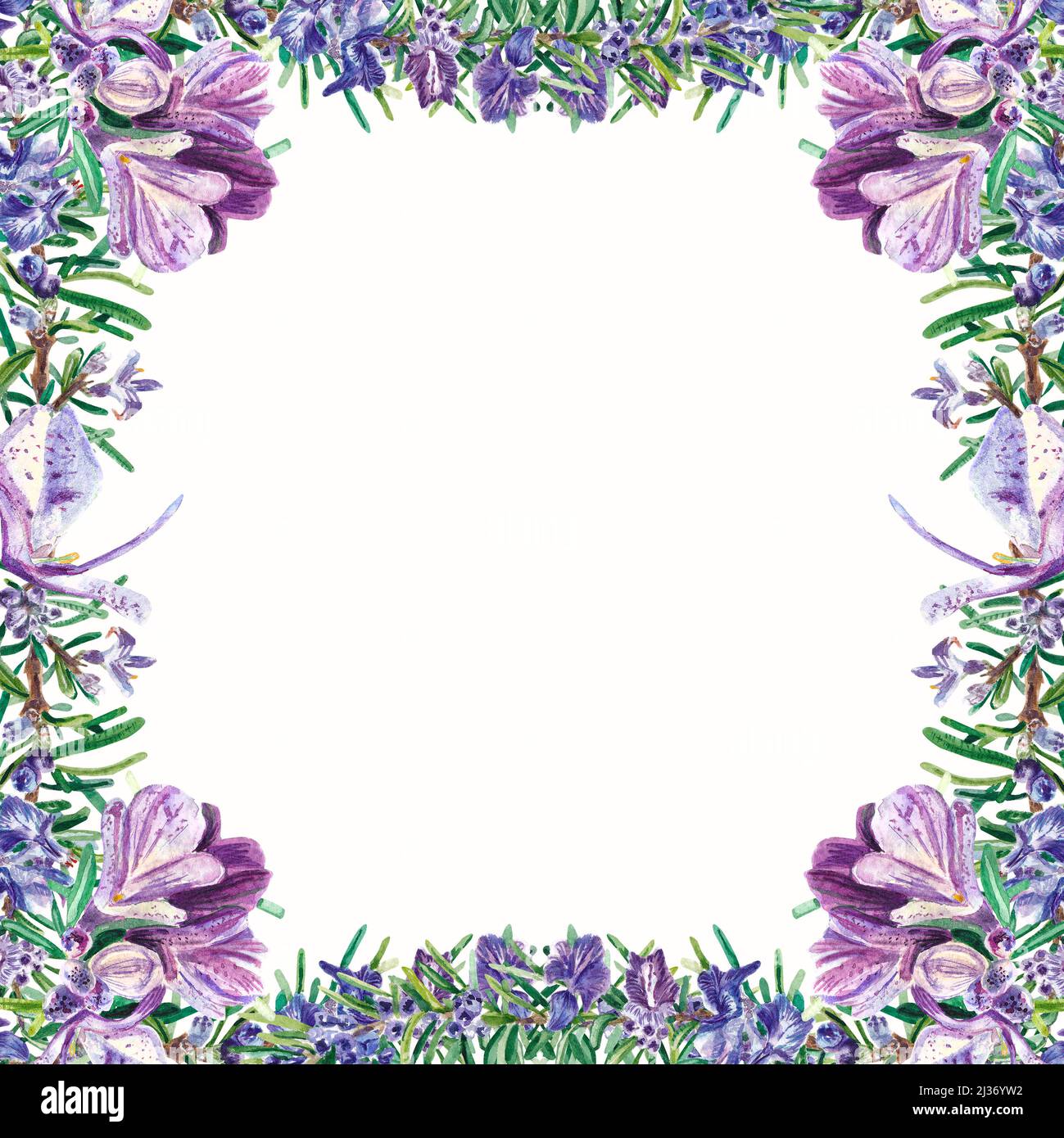 Rosemary on a white background. Watercolor frame square frame with ...