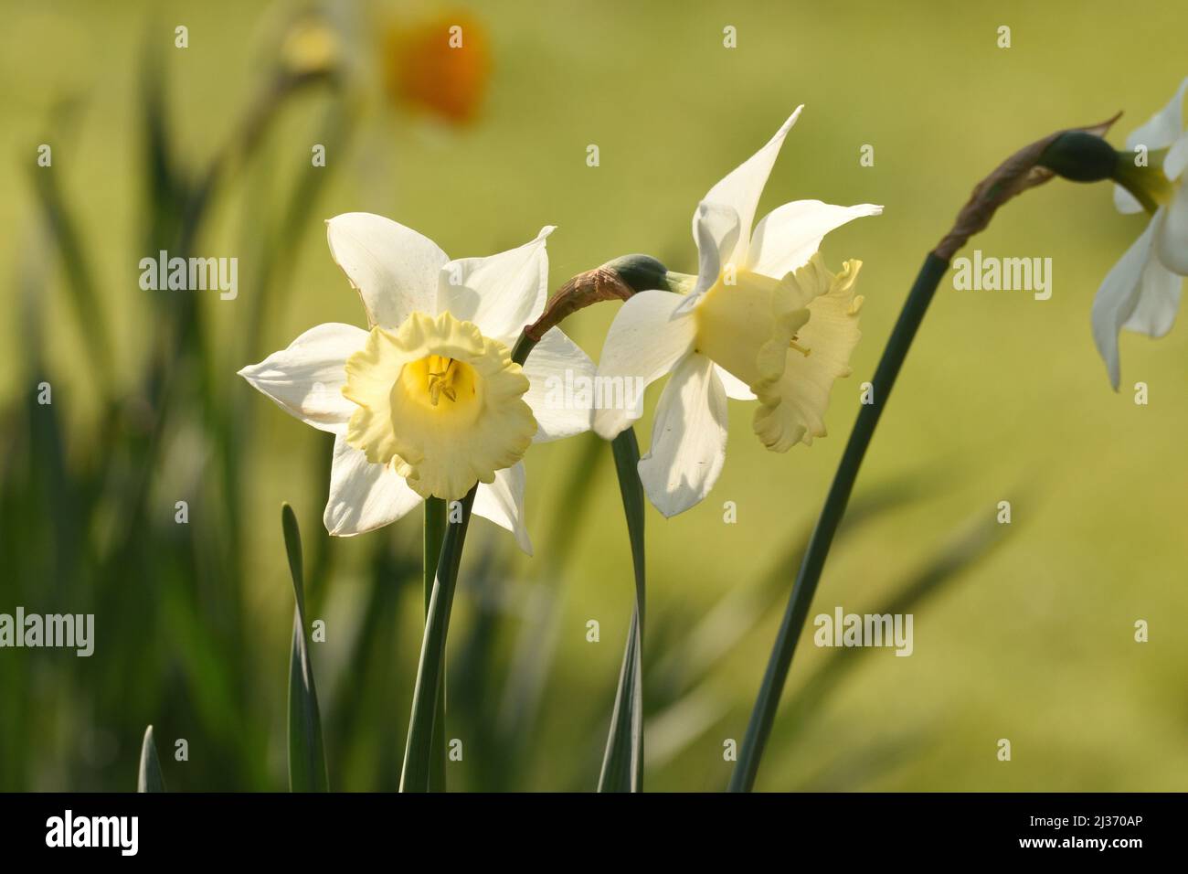 White Daffodils flowering in a park during spring. London, England, UK ...