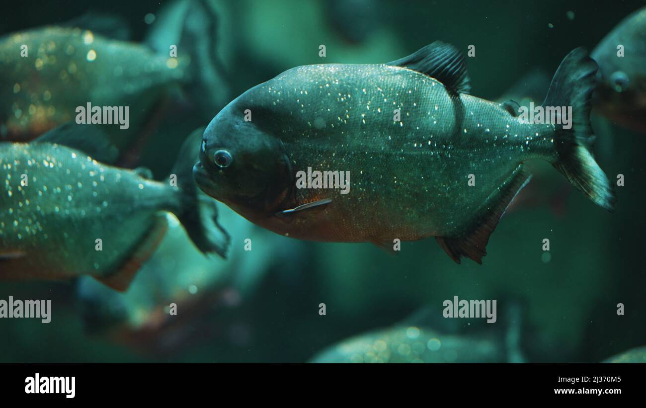 Piranha school hi-res stock photography and images - Alamy