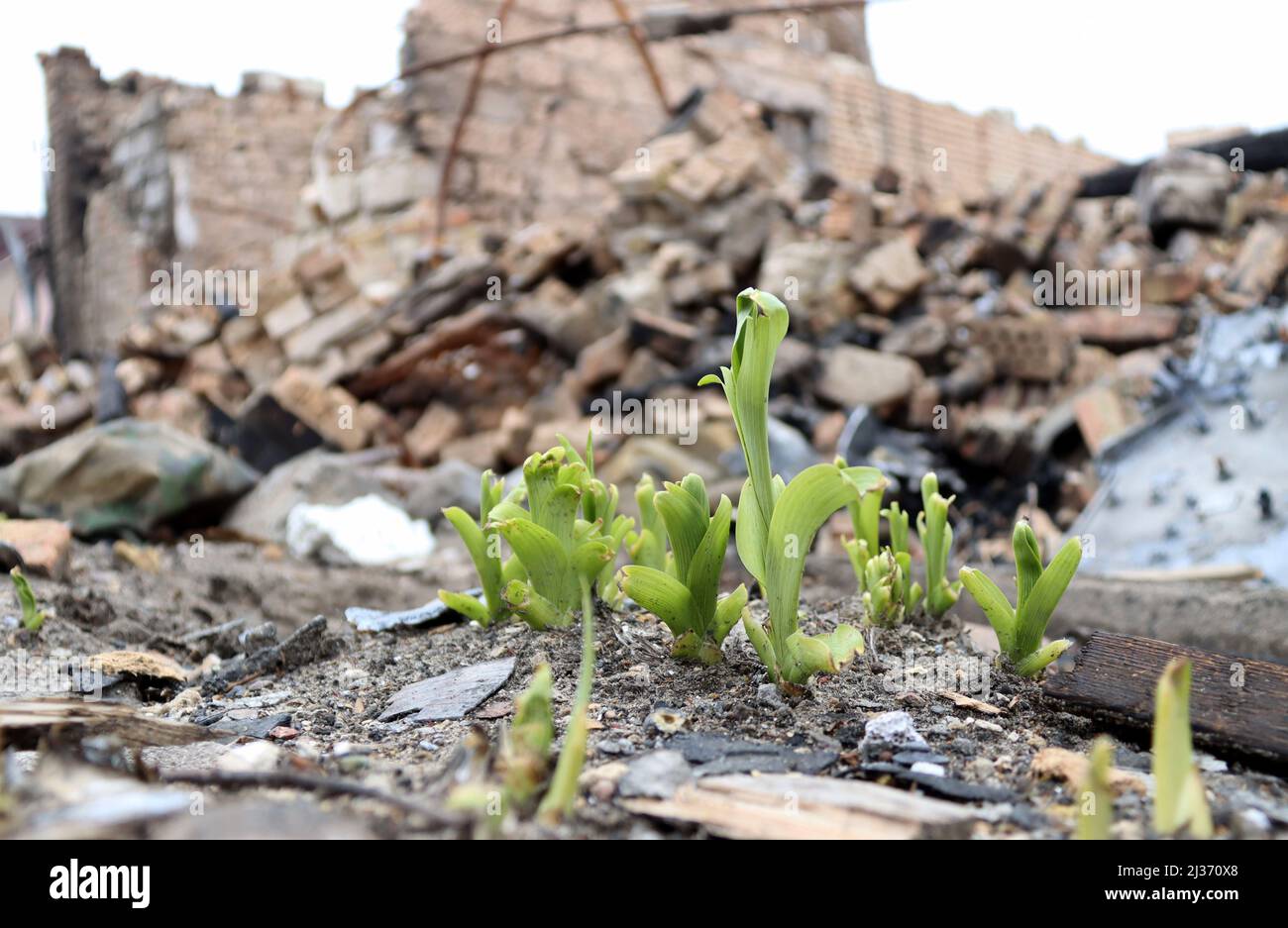 BUCHA, UKRAINE - APRIL 5, 2022 - Plants grow in damaged Vokzalna Street ...