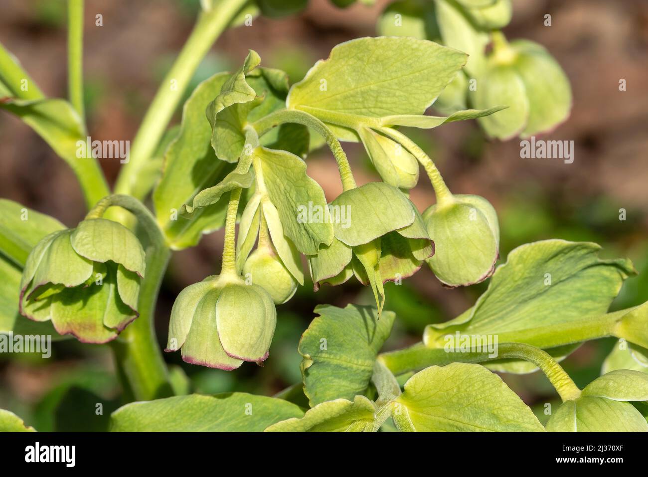 Hellebore january flowering hi-res stock photography and images - Alamy