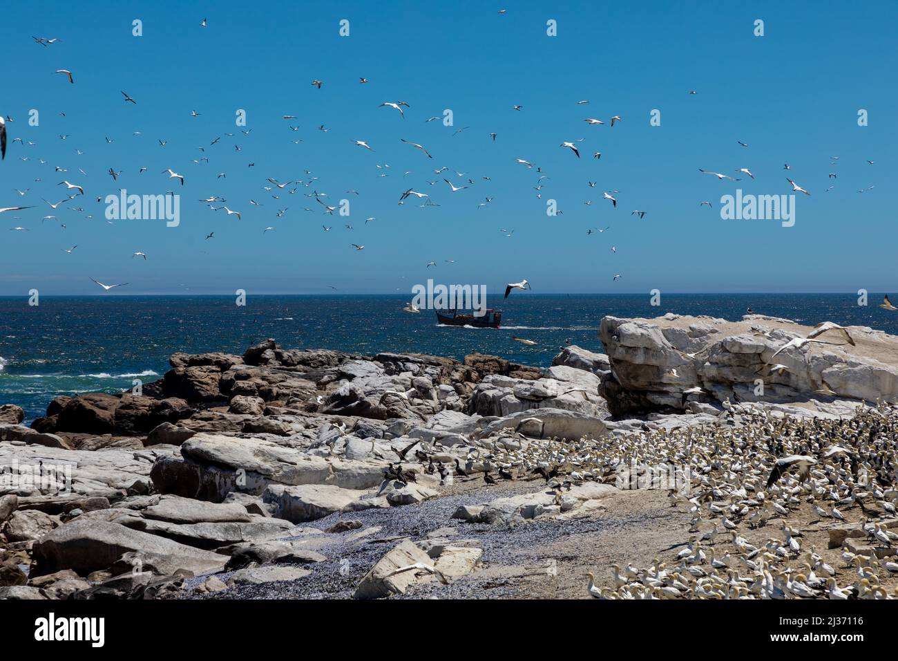 Rocky area with large amount of birds sitting on the rocks and there is ...