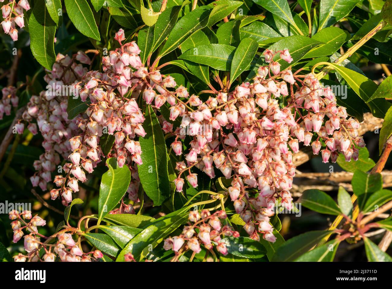 Pieris japonica 'Pink Delight' a spring flowering evergreen shrub plant ...
