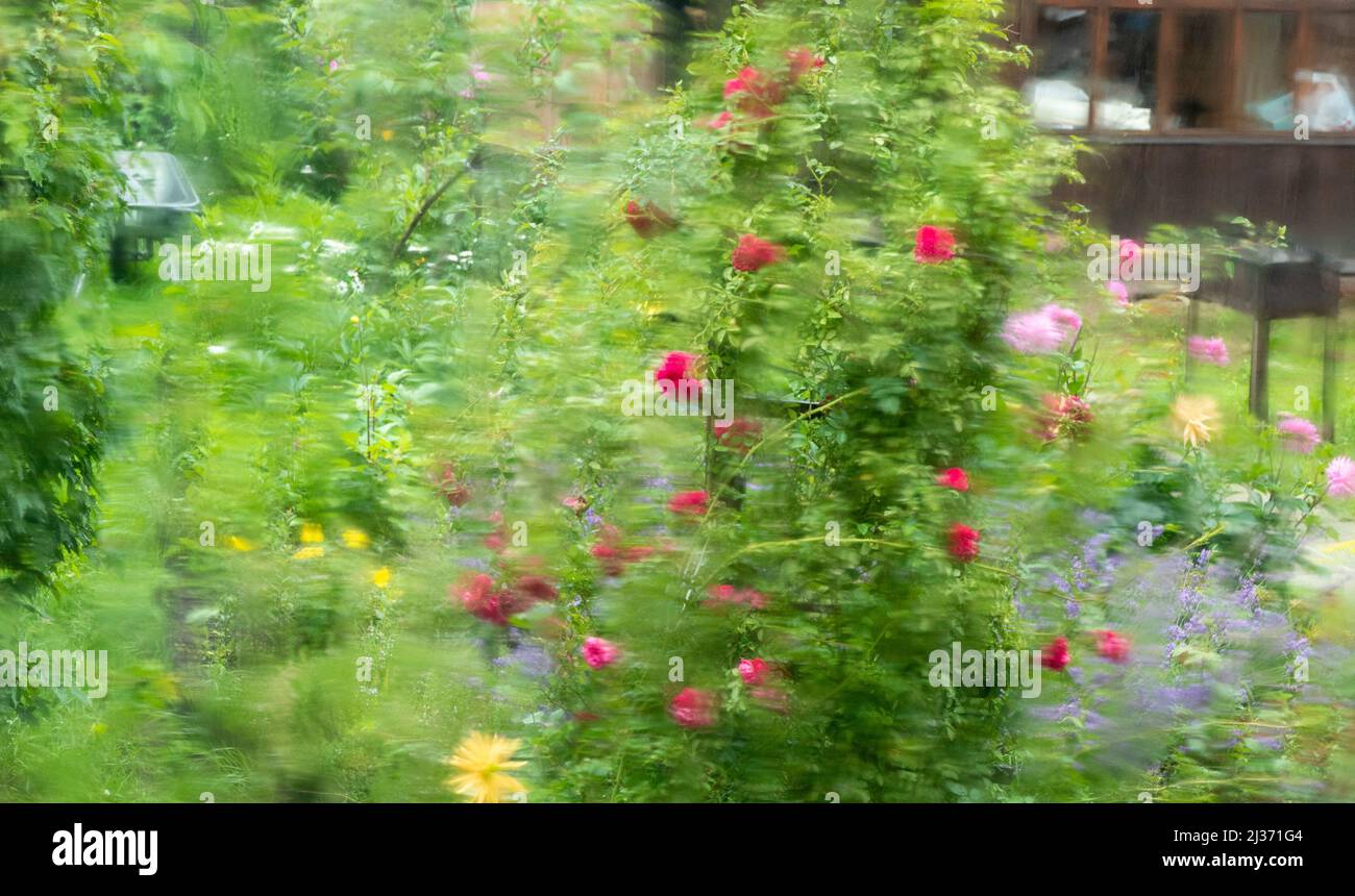 Blured backdrop. Sunny summer garden with green grass, beautiful sun ...