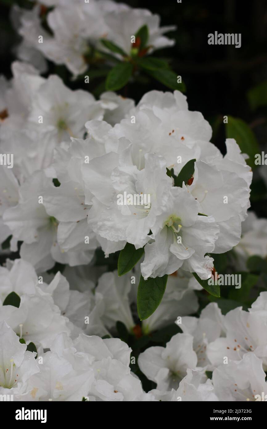 Beautiful spring flowers growing in the sunny garden Stock Photo - Alamy