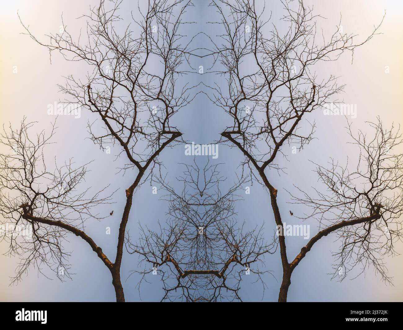 Tree branch silhouette - abstract symmetry background Stock Photo - Alamy