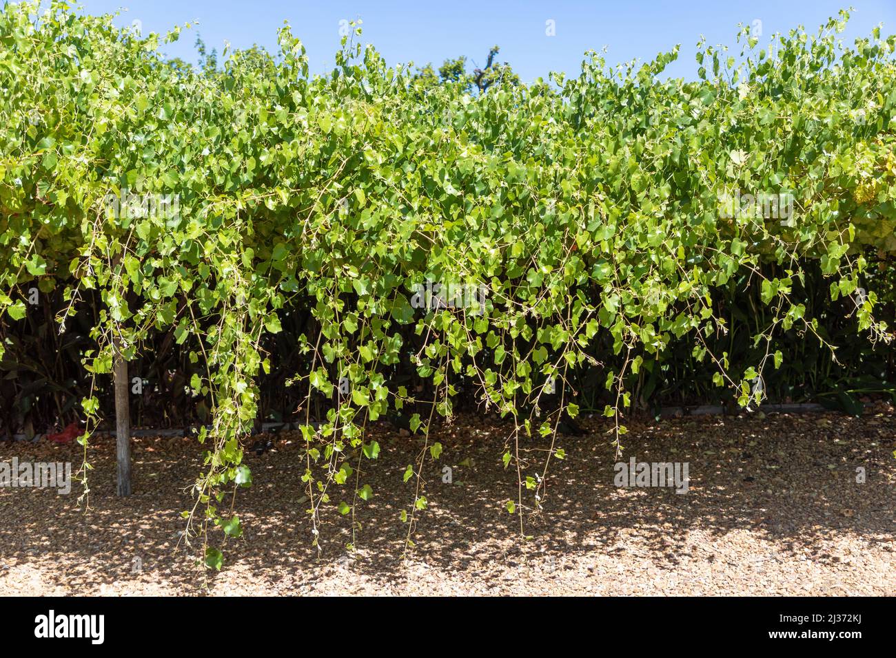 Tree hanging vines hi-res stock photography and images - Alamy