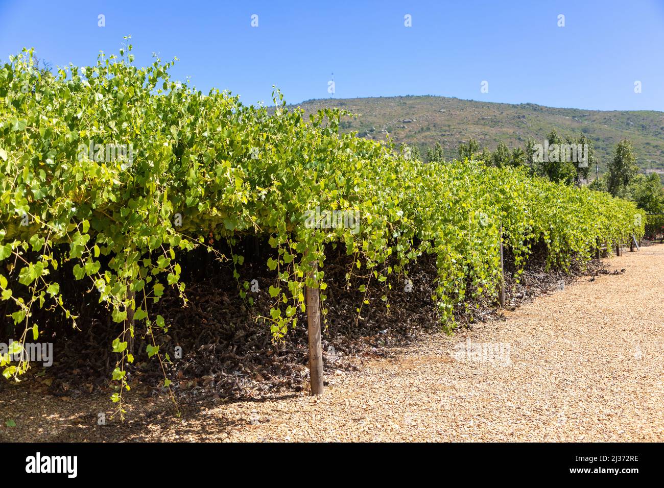 Large vineyard with vines growing over the sides Stock Photo - Alamy