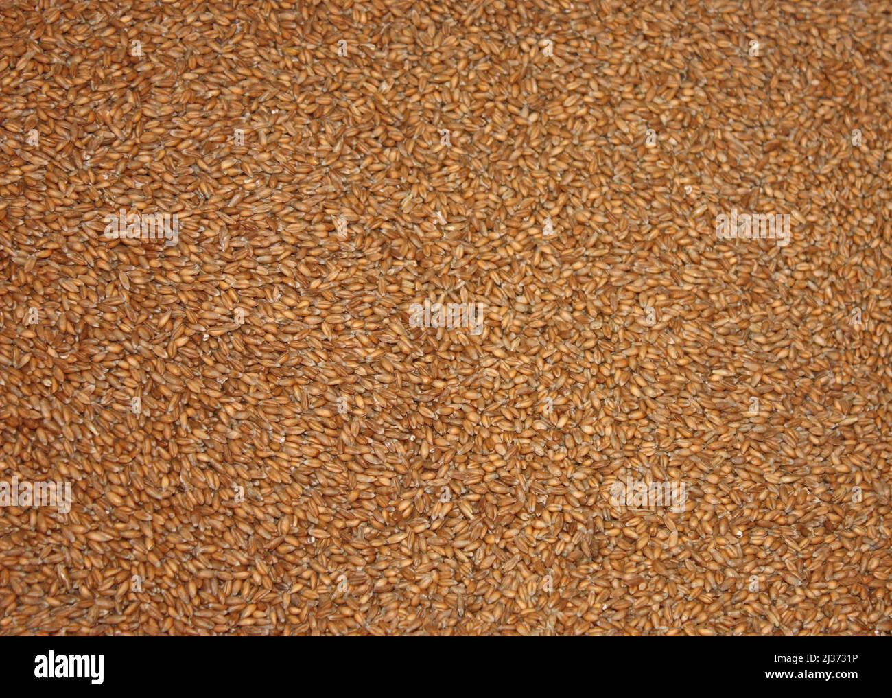 A Background Image of Wheat Grain Granules Stock Photo - Alamy