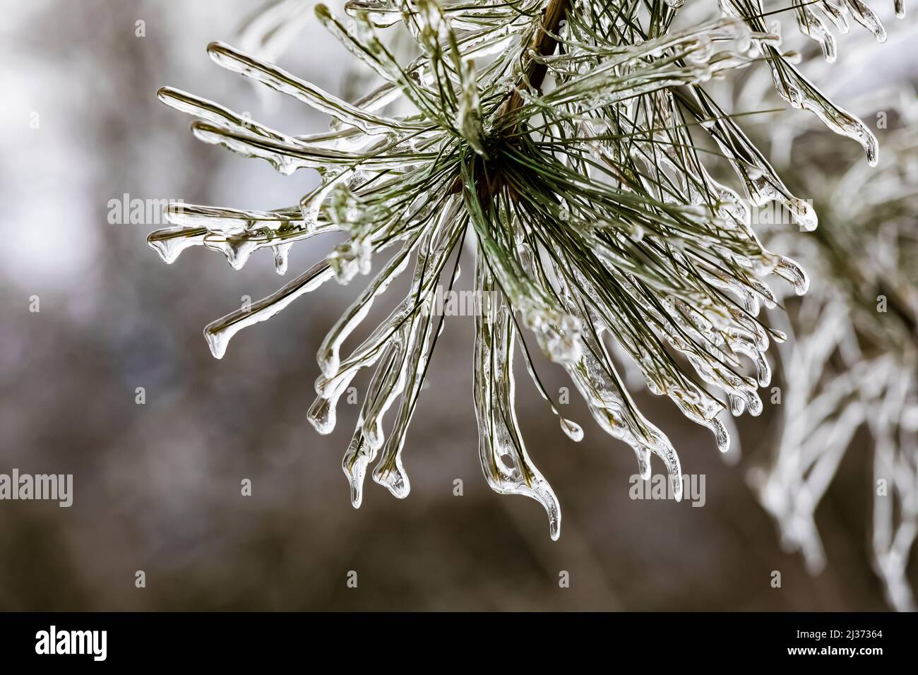 Eastern White Pine, Pinus strobus, needles coated with ice after an ice ...