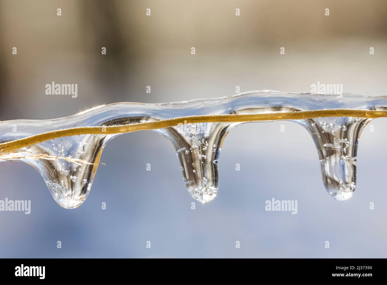 Plant stem encased in ice after a freezing rain in Michigan, USA Stock ...