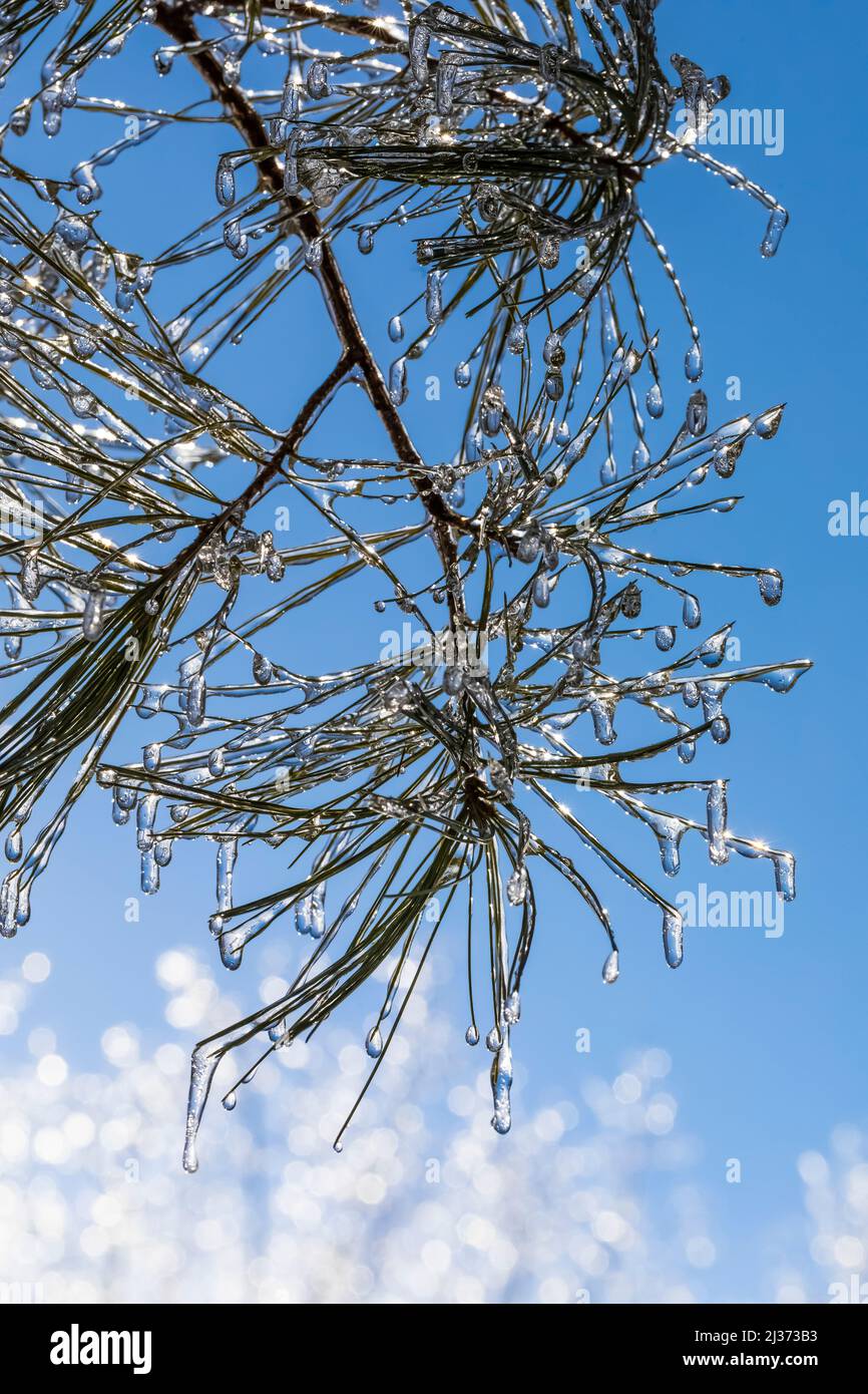 Eastern White Pine, Pinus strobus, needles after a freezing rain in ...