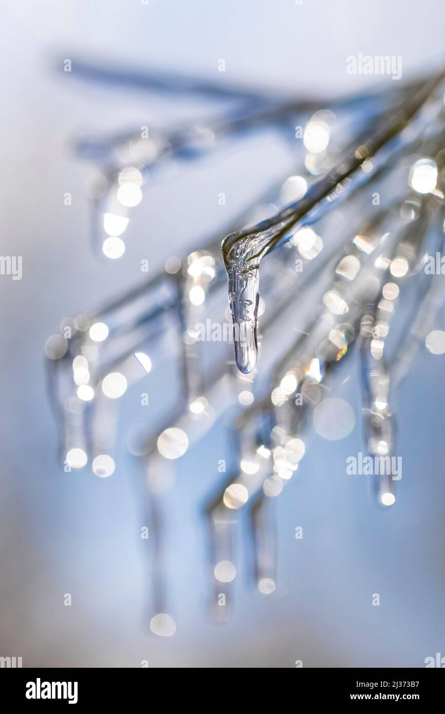 Eastern White Pine, Pinus strobus, after a freezing rain in Michigan ...