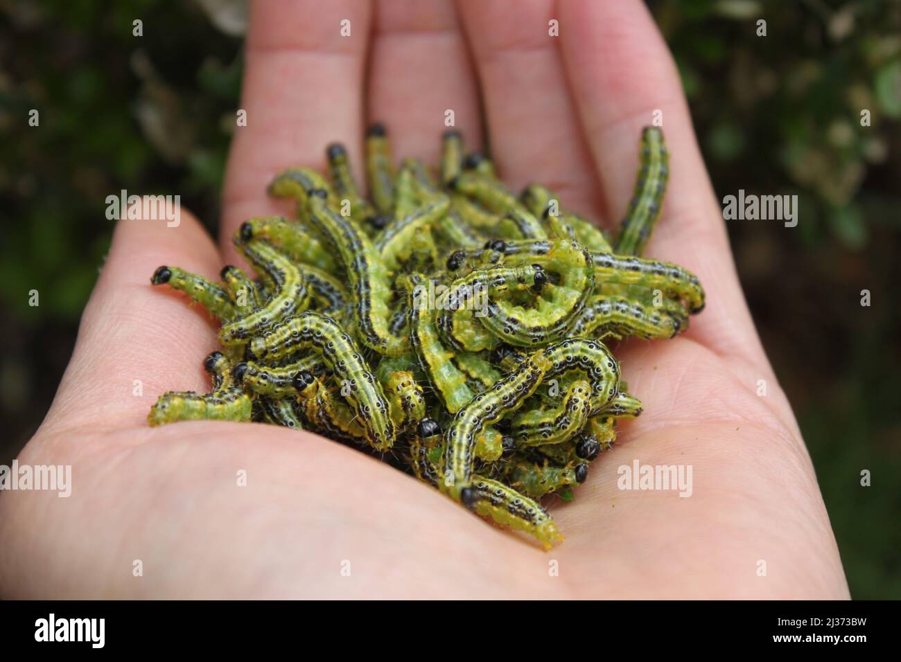 box tree moth in front of box leaves Stock Photo - Alamy