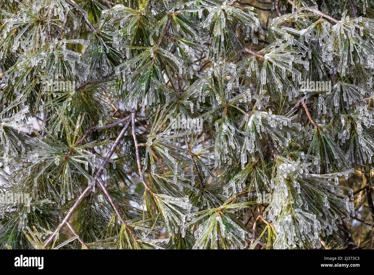 Eastern White Pine, Pinus strobus, after a freezing rain in Michigan ...
