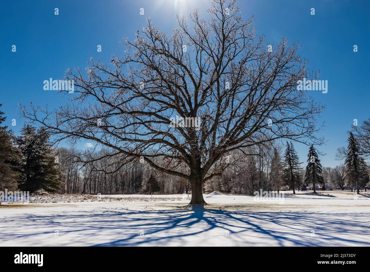 Oak tree and shadows after an ice storm in Michigan, USA Stock Photo ...