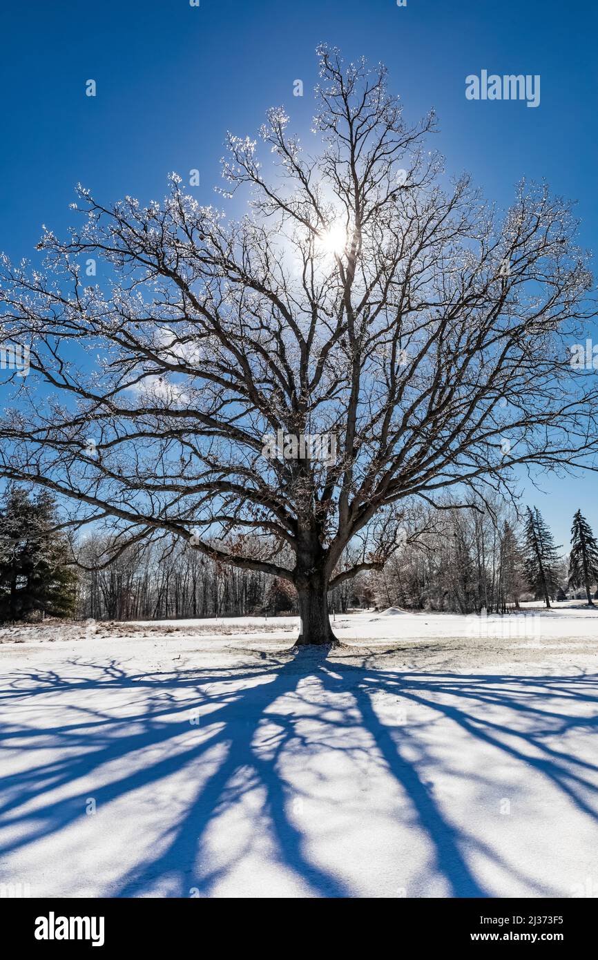 Oak tree and shadows after an ice storm in Michigan, USA Stock Photo ...