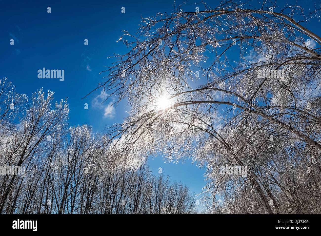 Trees with branches encased in ice after a freezing rain in Michigan ...