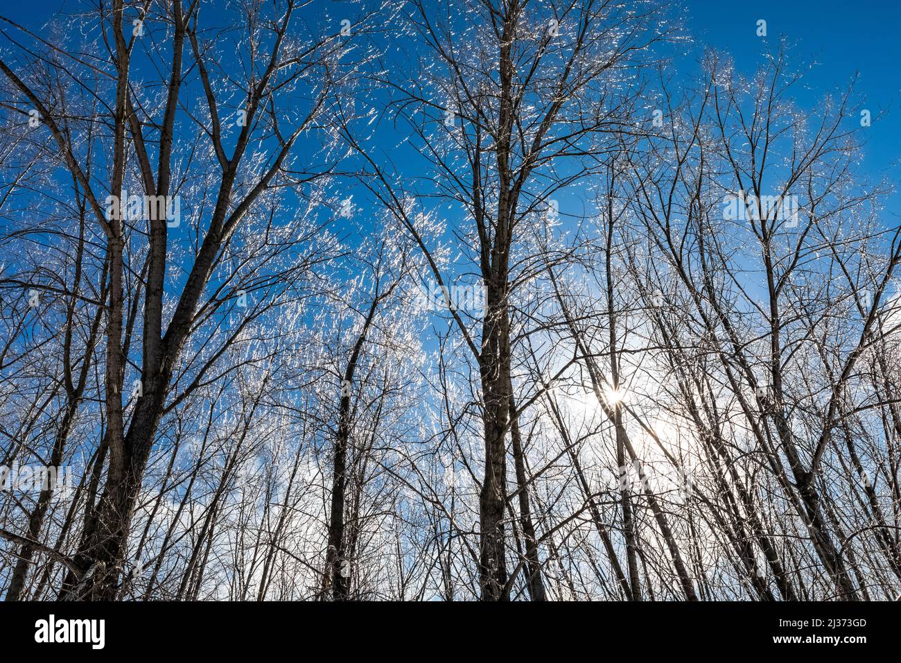 Trees with branches encased in ice after a freezing rain in Michigan ...