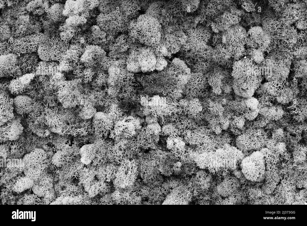 Grayscale plants hi-res stock photography and images - Alamy