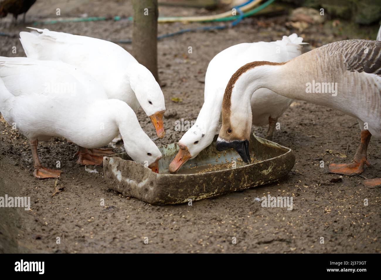 Horn billed goose hi-res stock photography and images - Alamy