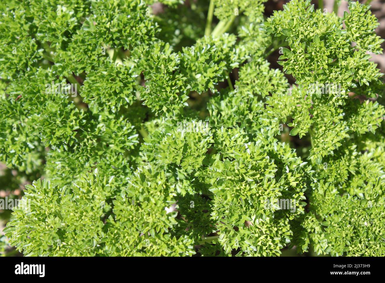 Parsley field hi-res stock photography and images - Alamy