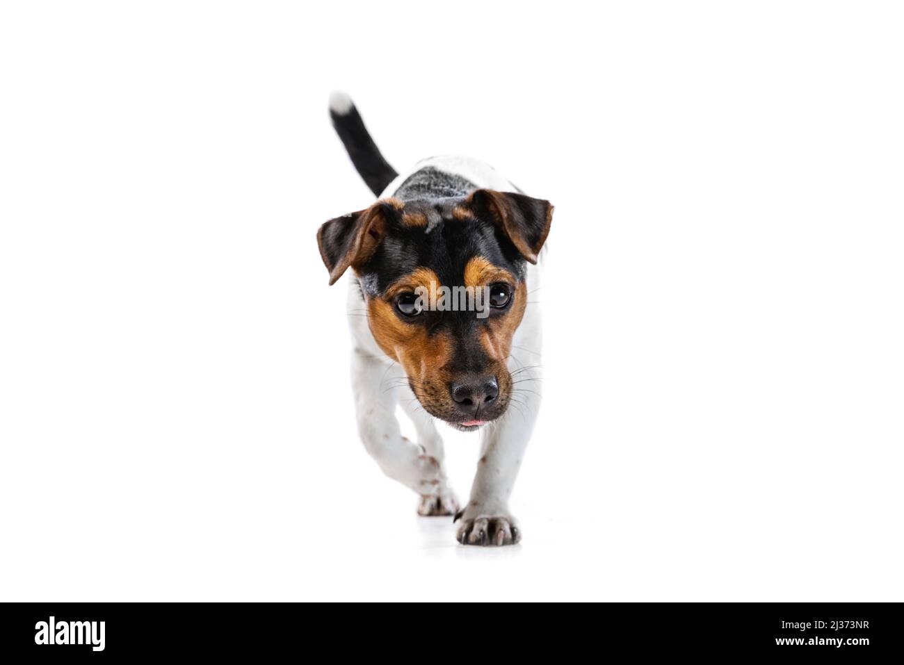 Studio shot of cute small dog, Jack Russell Terrier having fun, posing ...