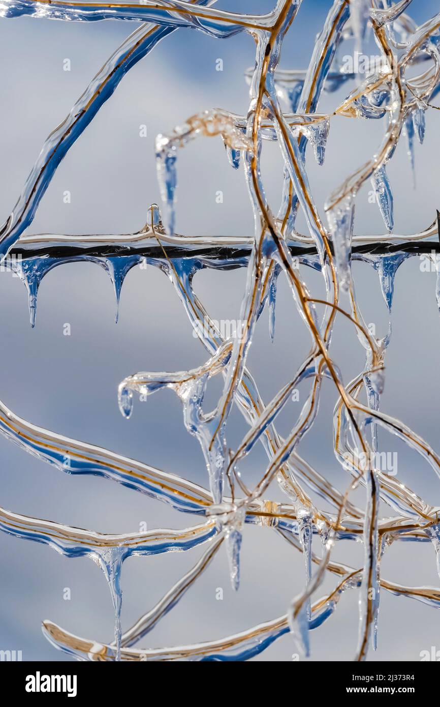 Barbed wire fence and roadside plants encased in ice after an ice storm ...