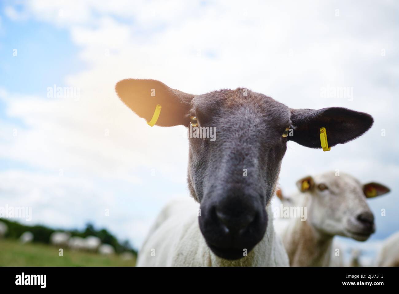 Cropped field black white hi-res stock photography and images - Alamy